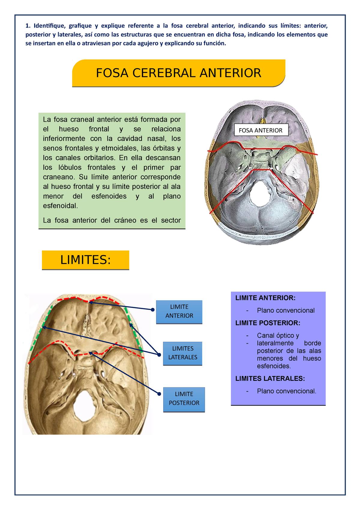 Tarea 9 Anatomia Boveda Y Base Del Craneo Identifique Grafique Y