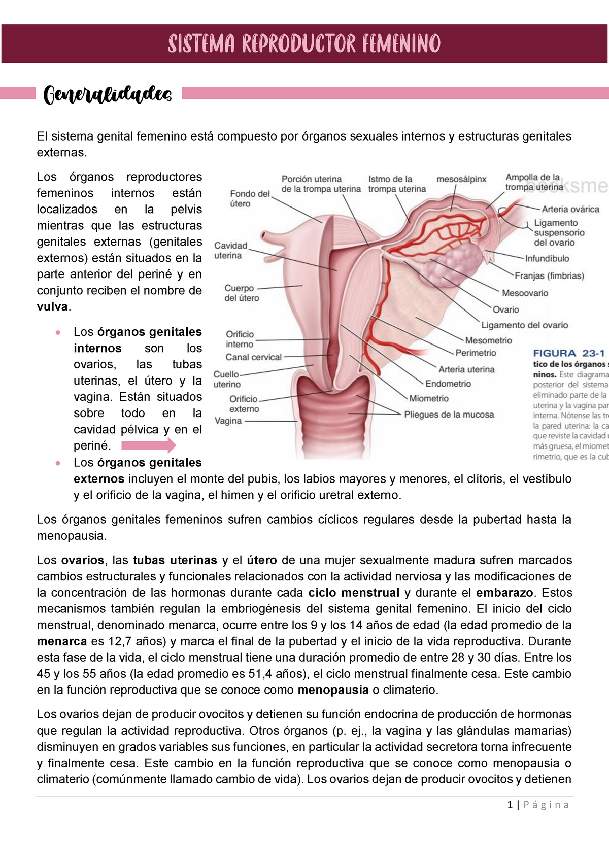 Resumen Sistema Genital Femenino 2021 El Sistema Genital Femenino