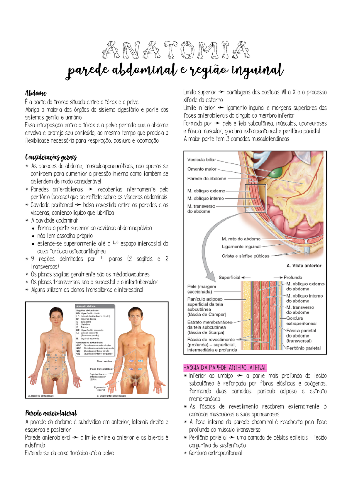 Anatomia Parede Abdominal E Região Inguinal Anatomia Parede