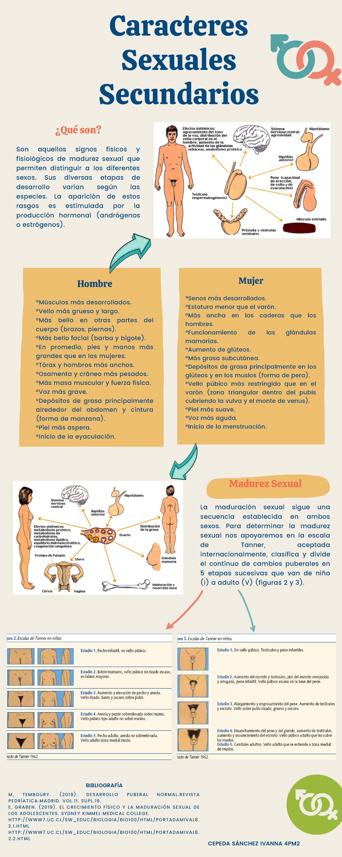 Caracteres Sexuales Secundarios Hombre ªmúsculos Más Desarrollados