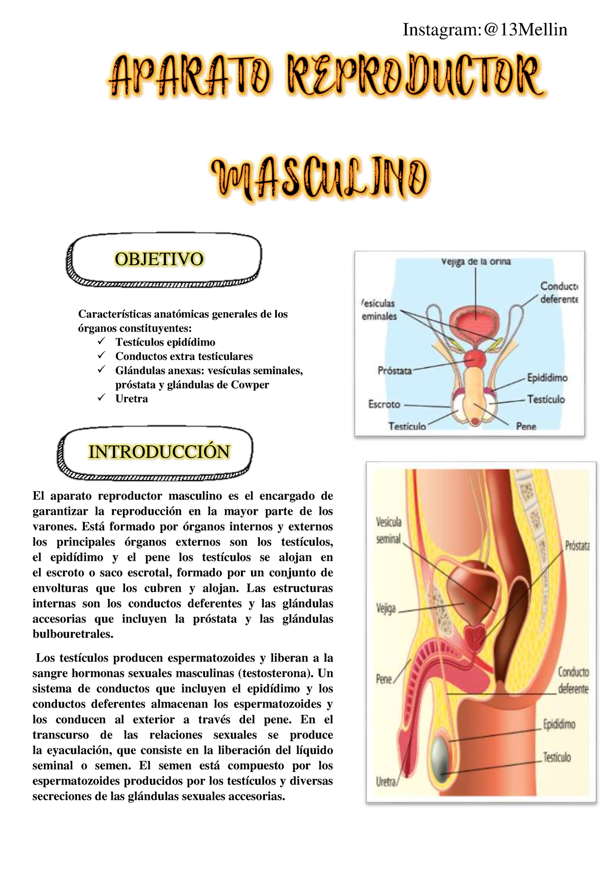 Aparato Reproductor Masculino Características Anatómicas Generales De