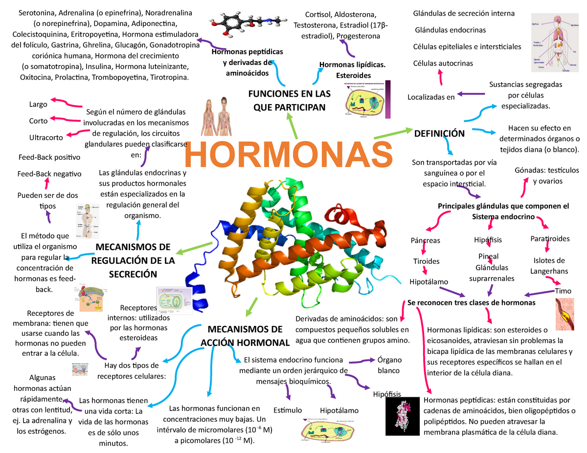 Mapa Mental Hormonas Hormonas Peptídicas Y Derivadas De Aminoácidos