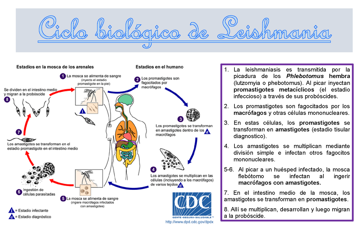 Ciclos Biologicos Ciclo Biologico De Leishmania Plasmodium