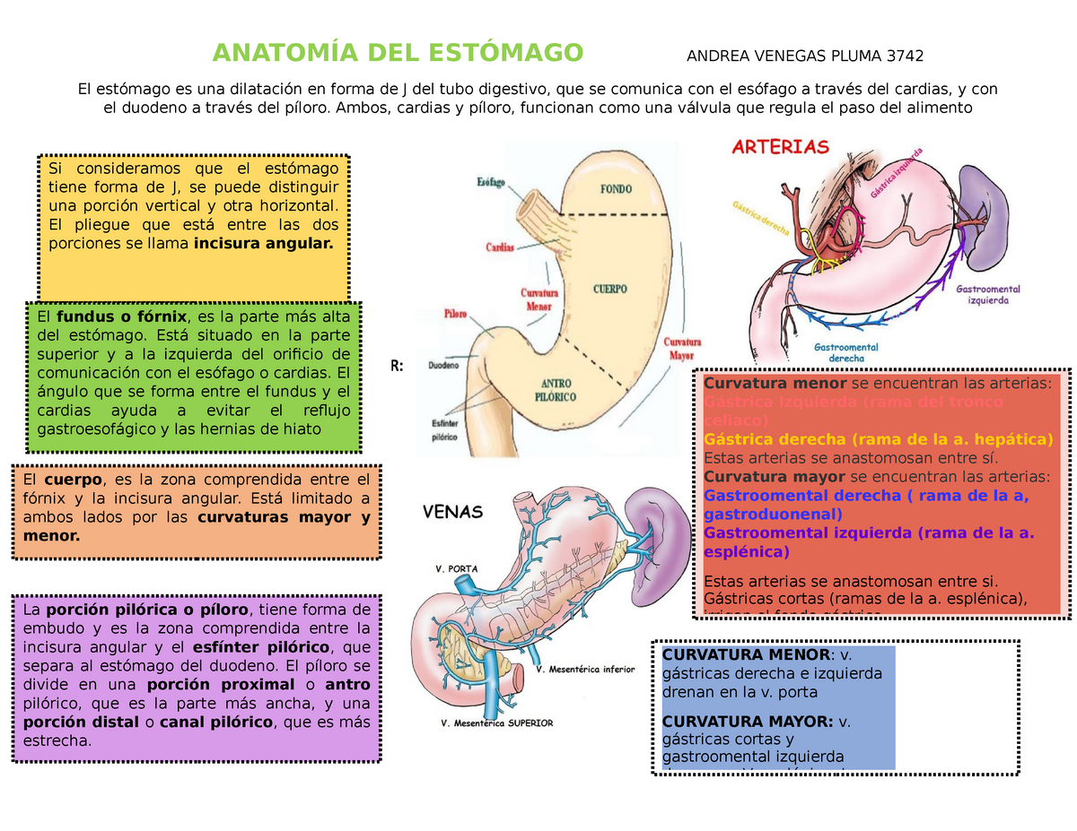 Anatomía Y Fisiología Del Estómago AnatomÍa Del EstÓmago Andrea