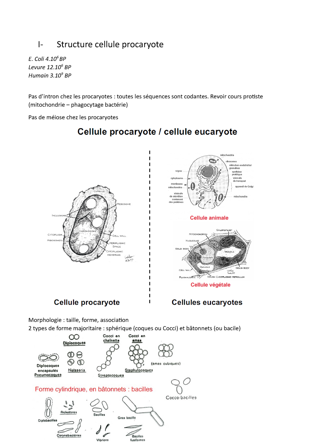 Structure Cellule Procaryote Et Principales Différences Entre Cellule