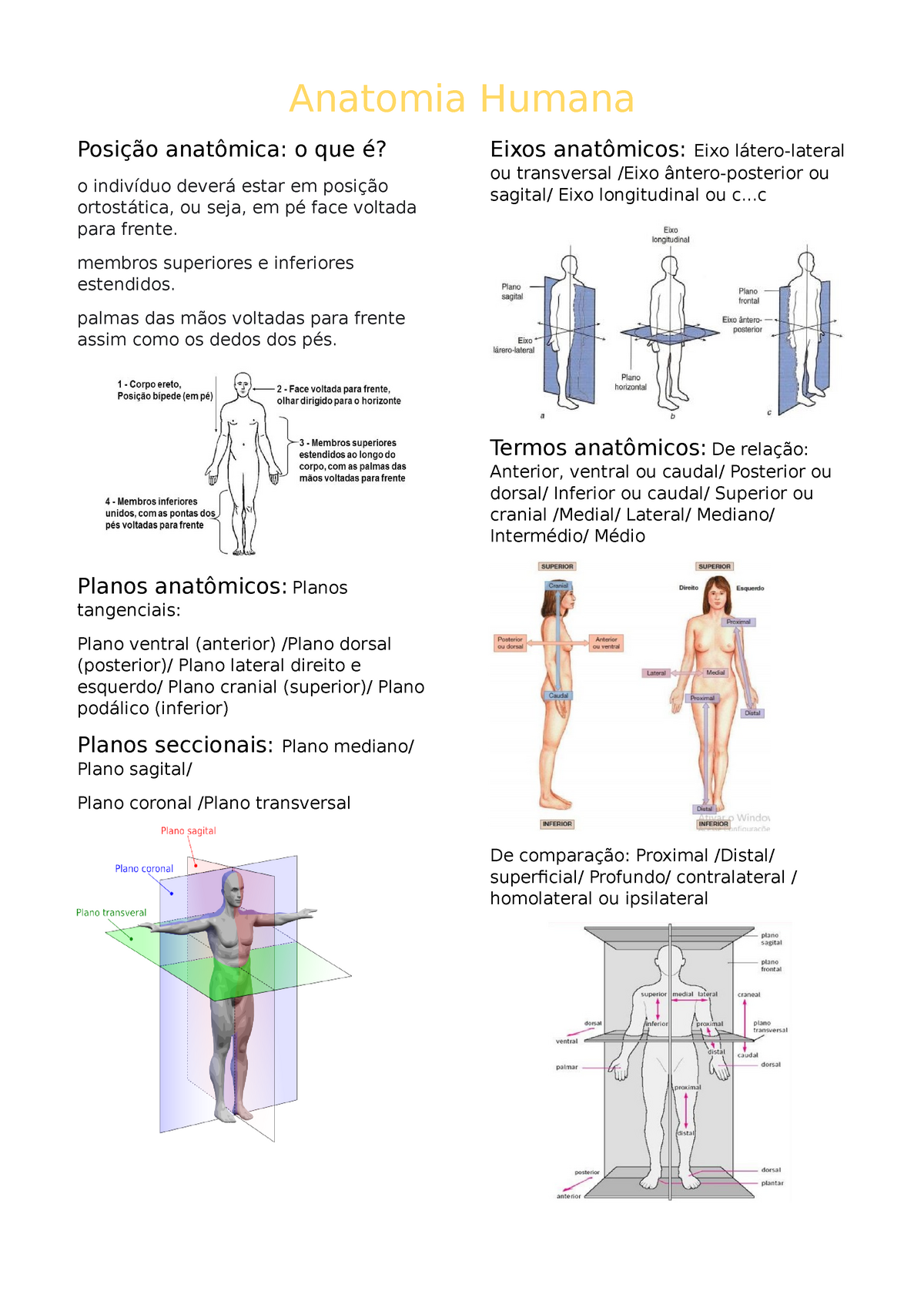 Introdução A Anatomia Humana Anatomia Humana Posição Anatômica O Que