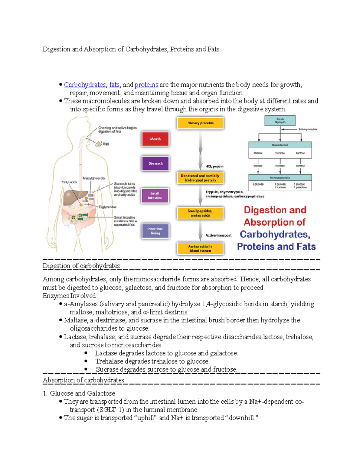 Digestion And Absorption Of Carbohydrates Proteins And Fats These