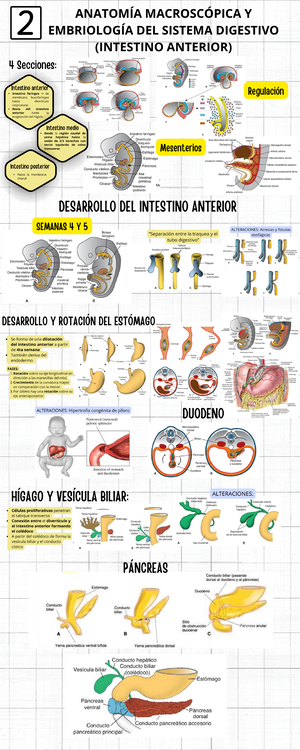 Motilidad Sistema Digestivo Embriología Y Genética Humana Studocu