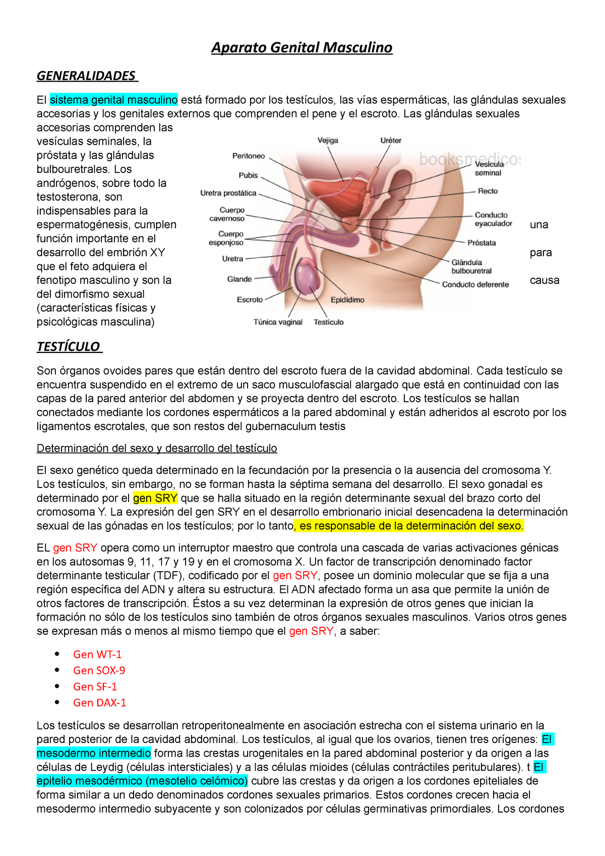 Aparato Reproductor Masculino