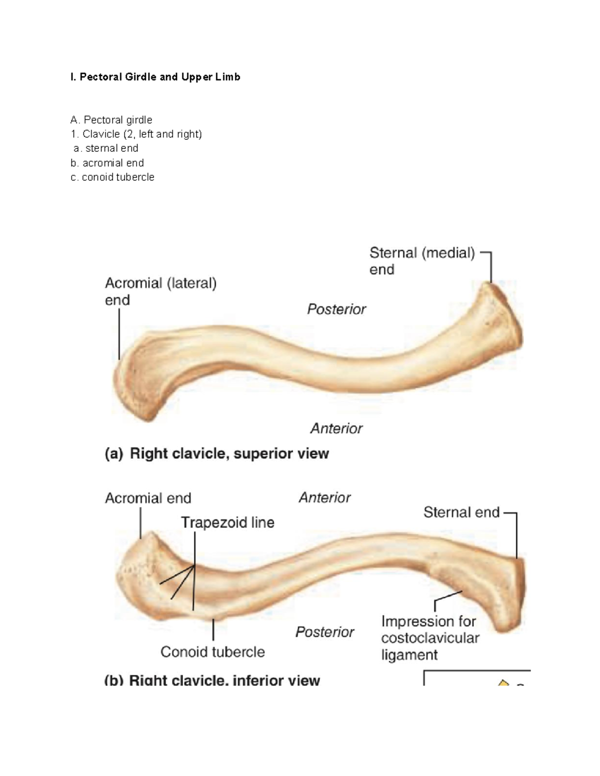 Appendicular Skeleton I Pectoral Girdle And Upper Limb A Pectoral