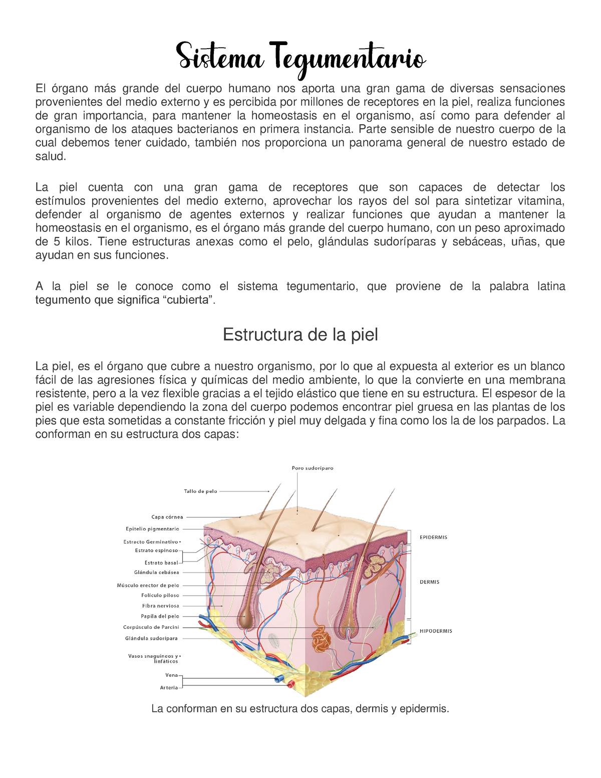 Sistema Tegumentario Sistema Tegumentario El órgano Más