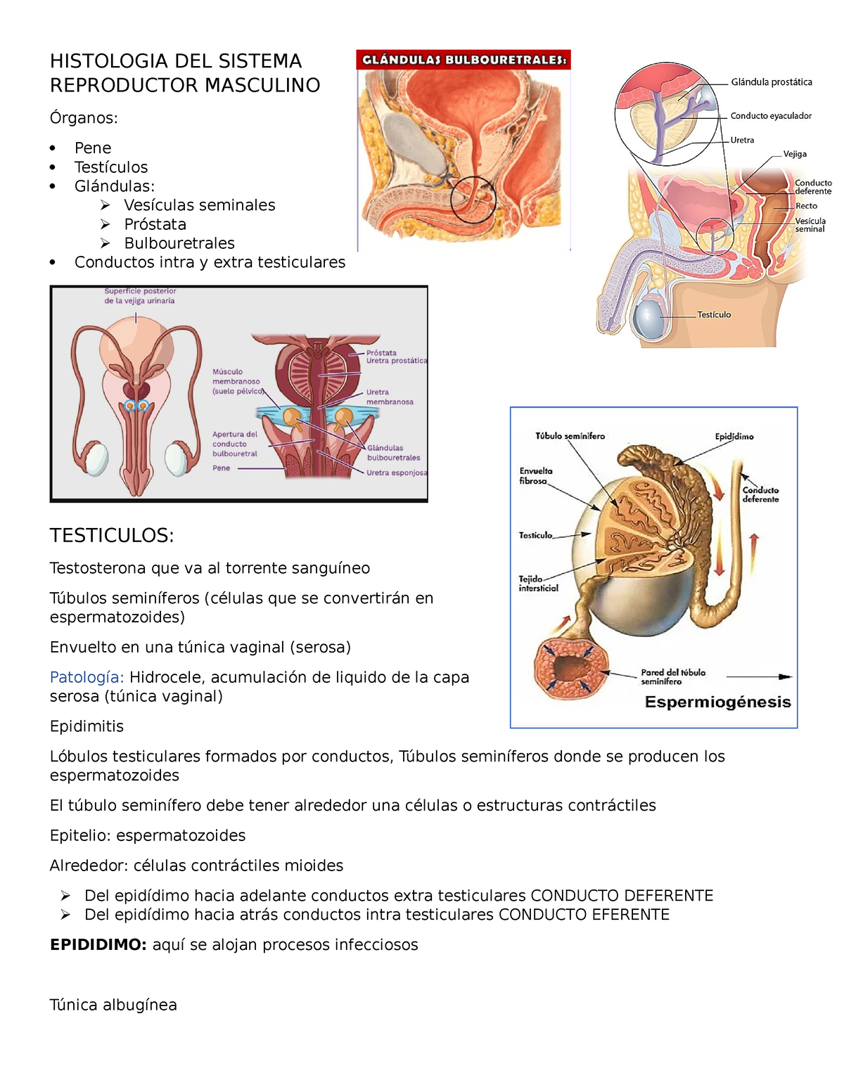 Histologia Del Sistema Reproductor Masculino Histologia Del Sistema