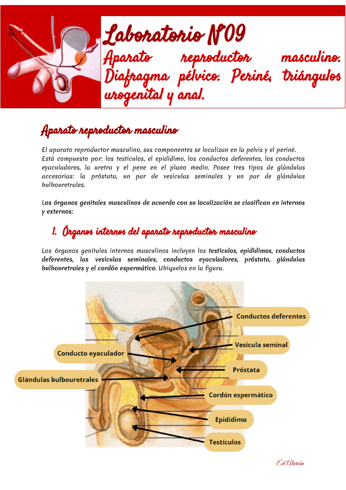 Infografia Fisiologia Sistema Reproductor Masculino B