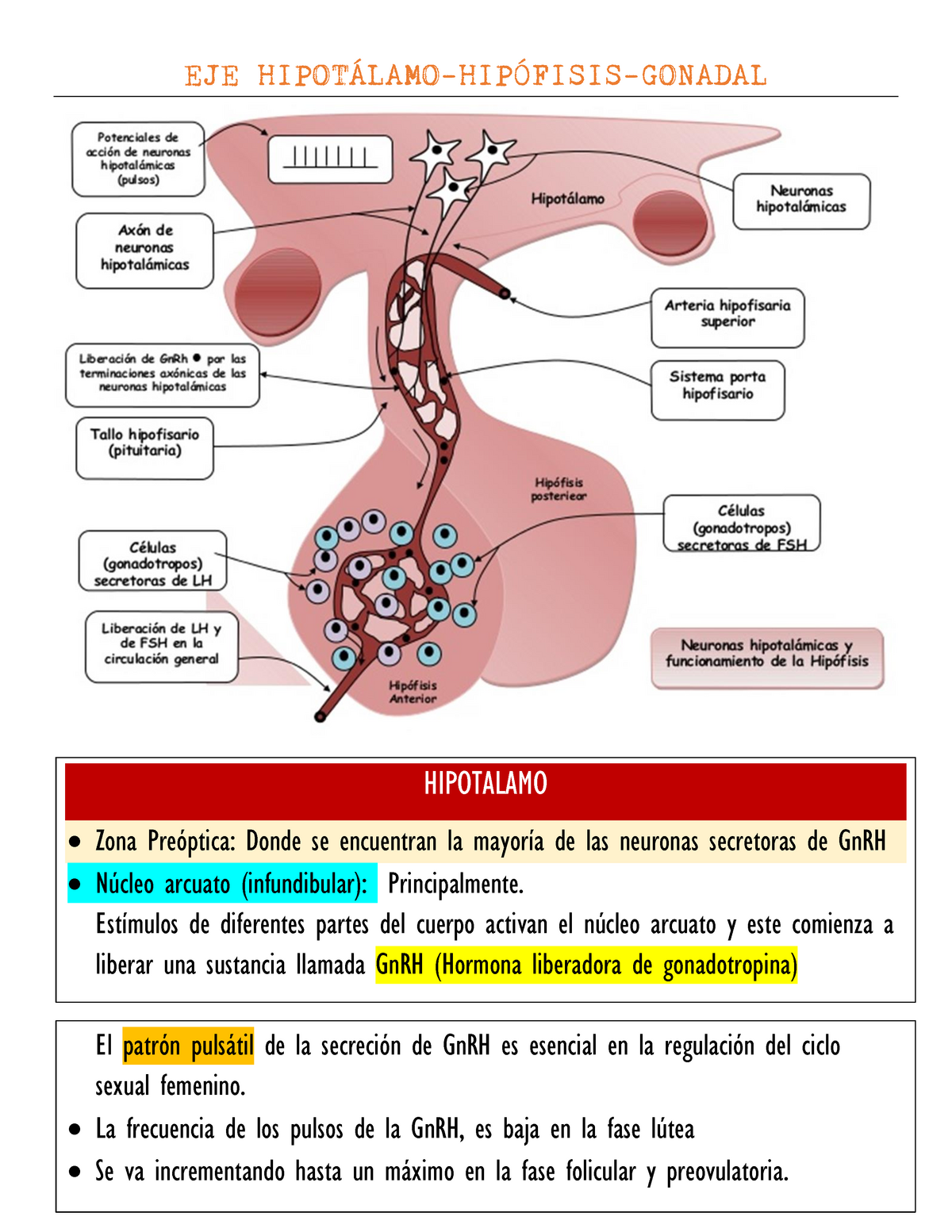 Eje Del Hipotálamo Y La Hipófisis