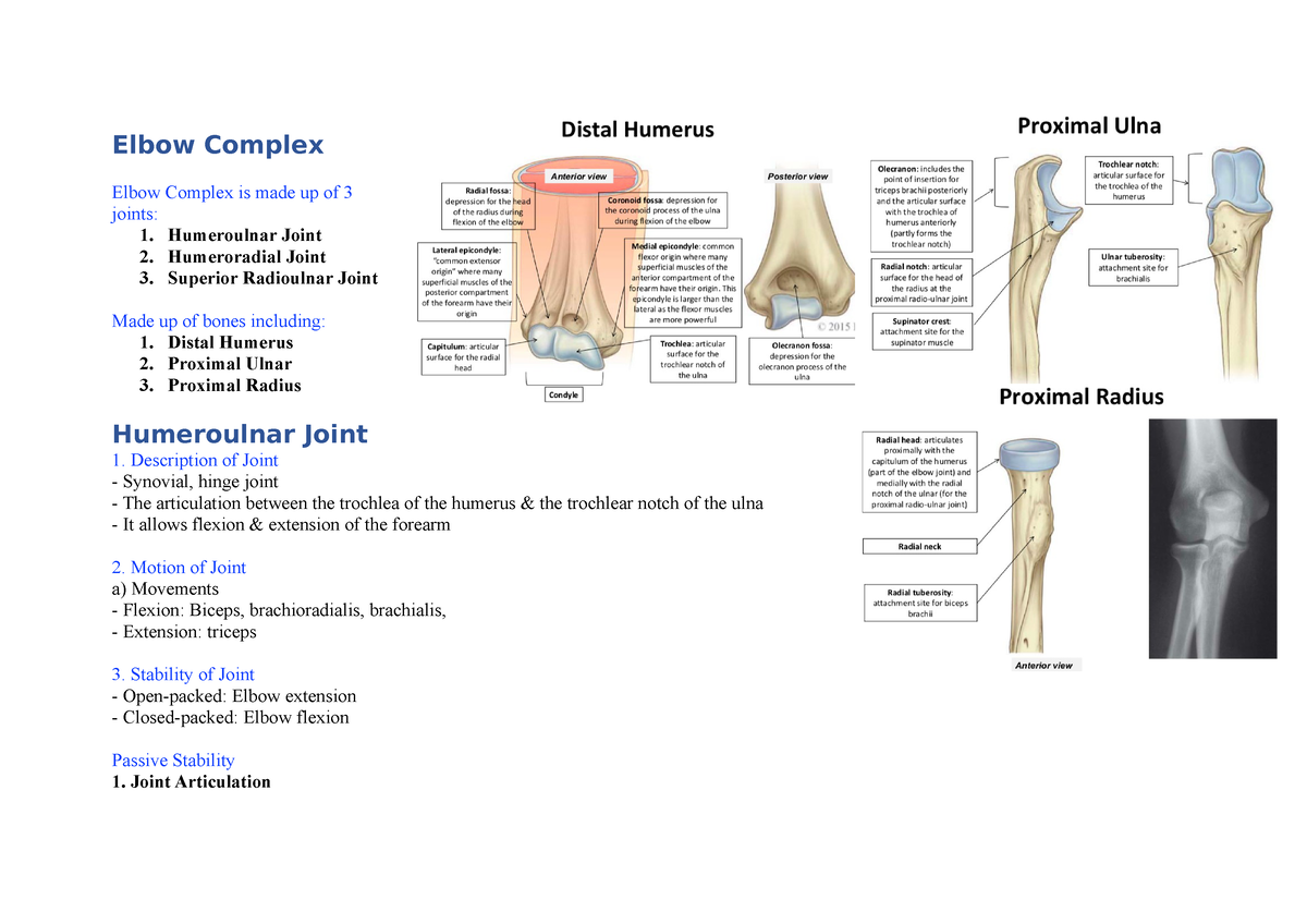 Notes On Anatomy And Physiology The Elbow Forearm Com