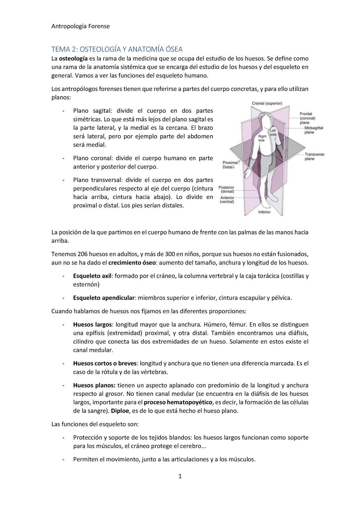 Tema 2 Osteología Y Anatomía ósea Warning Tt Undefined Function