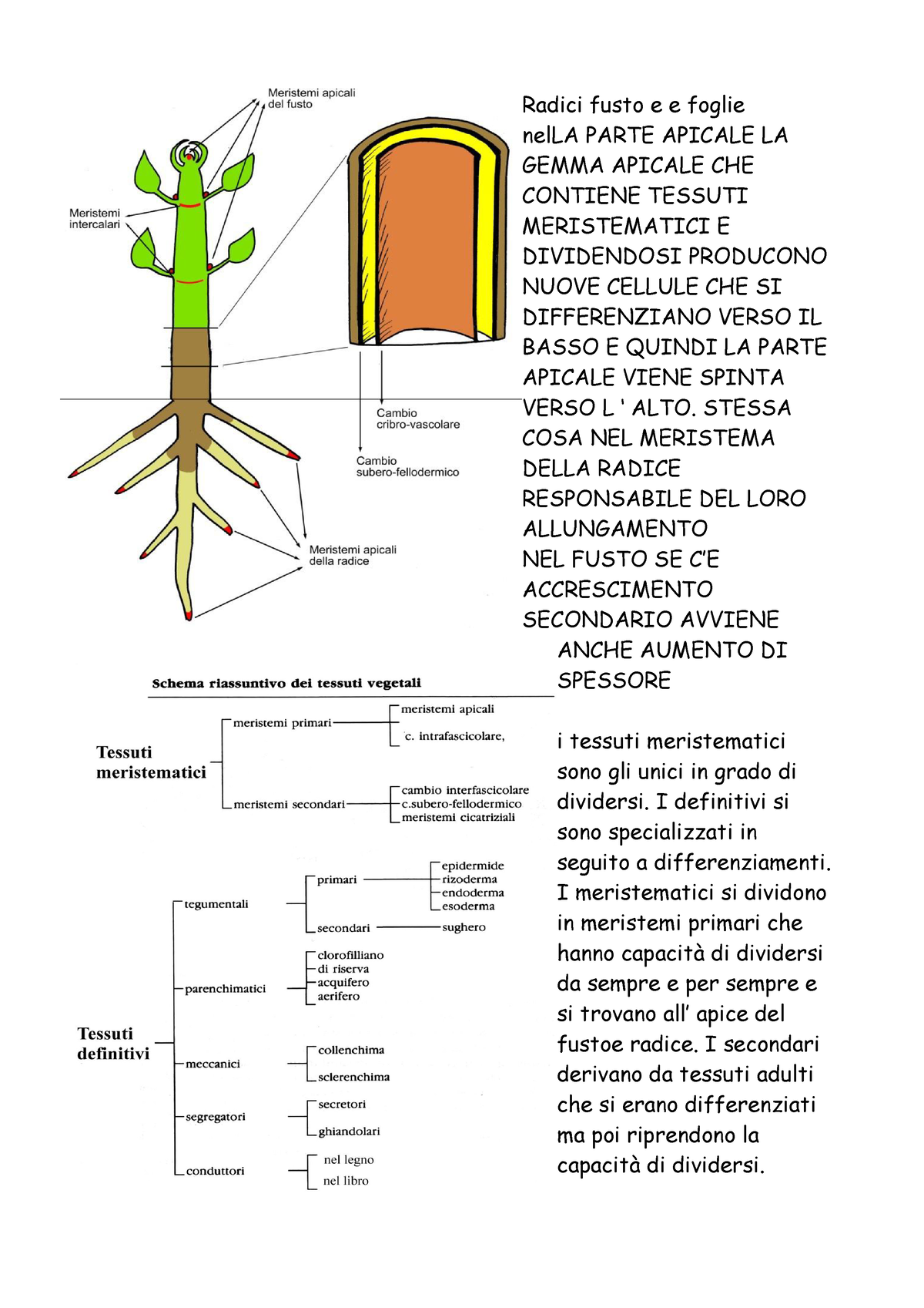 Fusto Appunti Presi A Lezione Radici Fusto E E Foglie Nella Parte