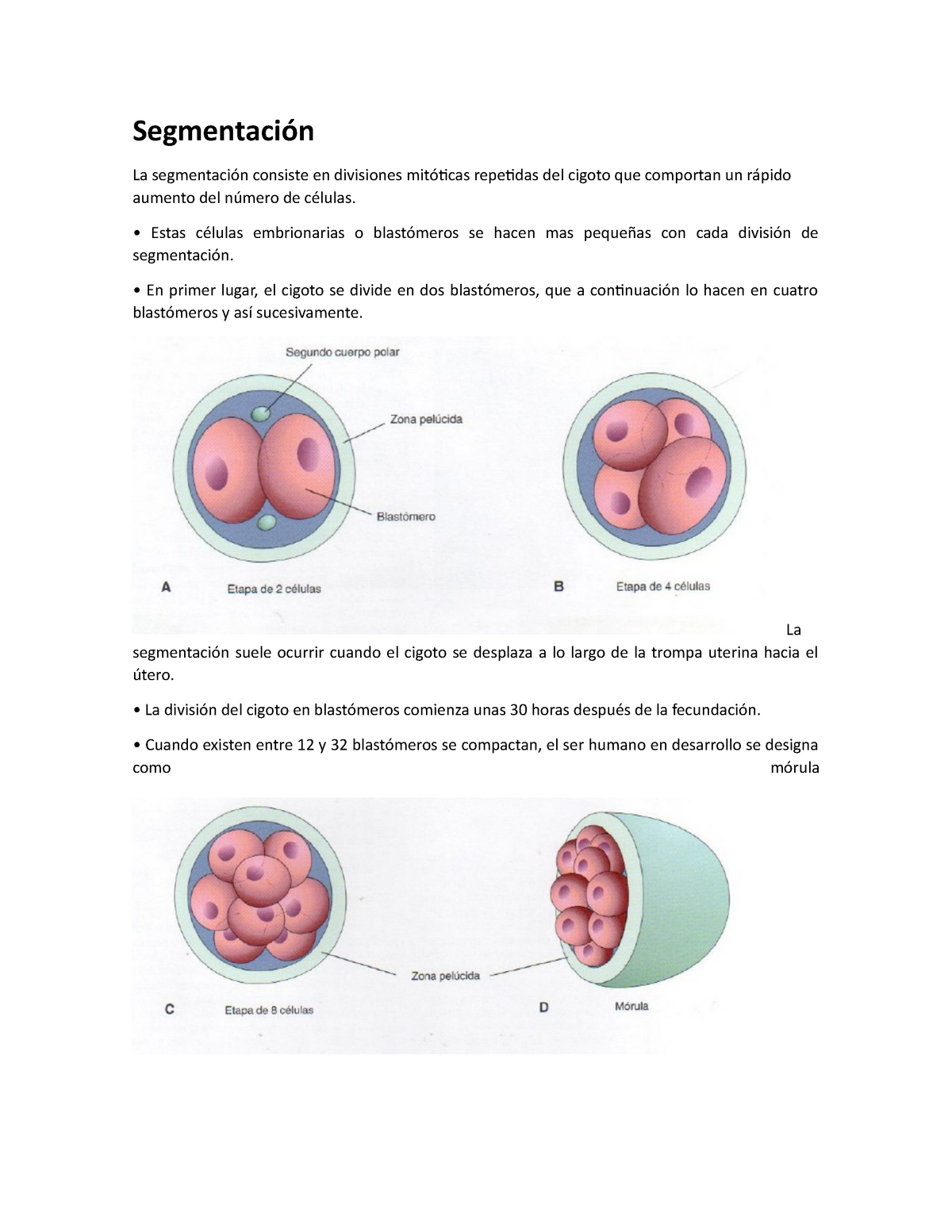 Segmentación Resumen Langman Embriologia Medica Segmentación La