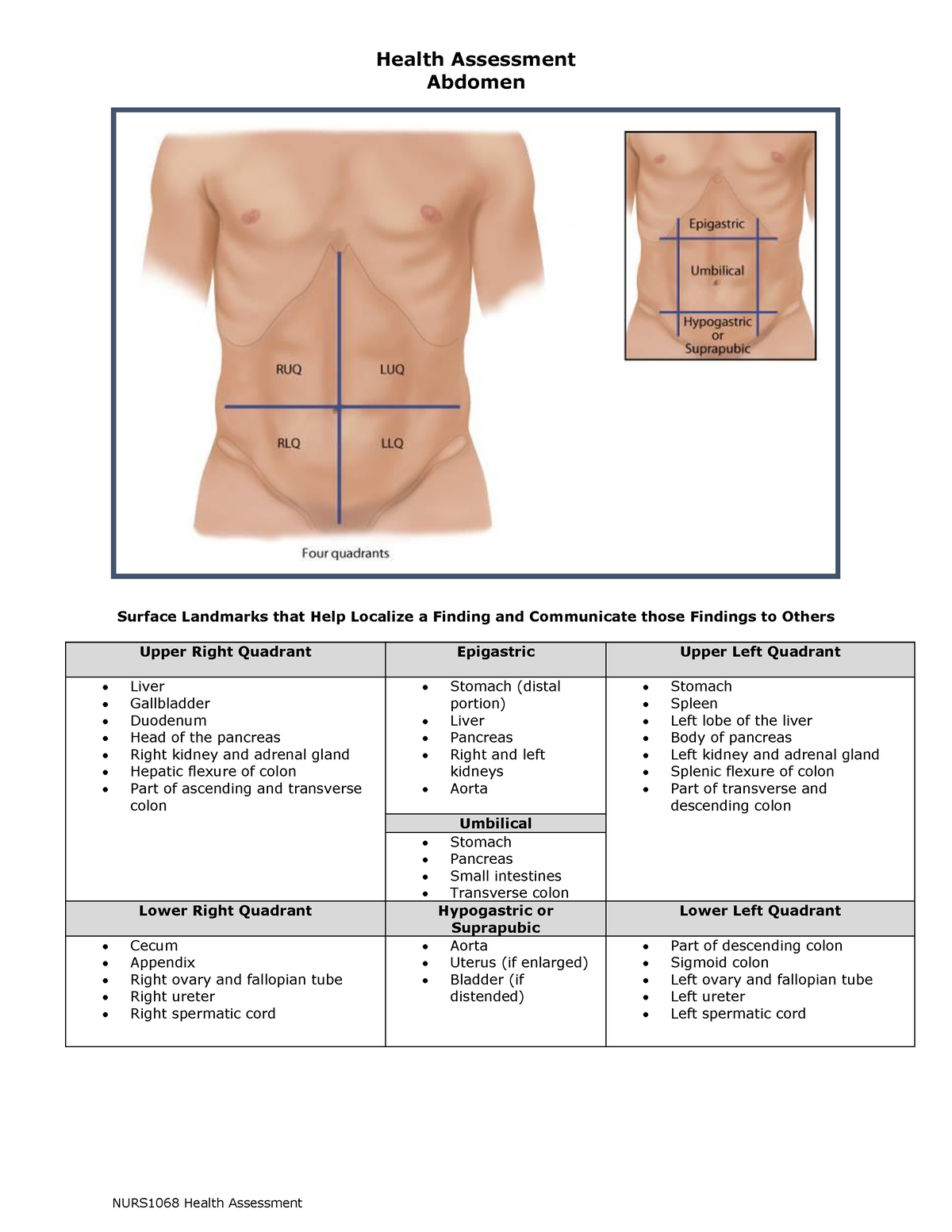 Abdomen Assessment Overview Health Assessment Abdomen Surface