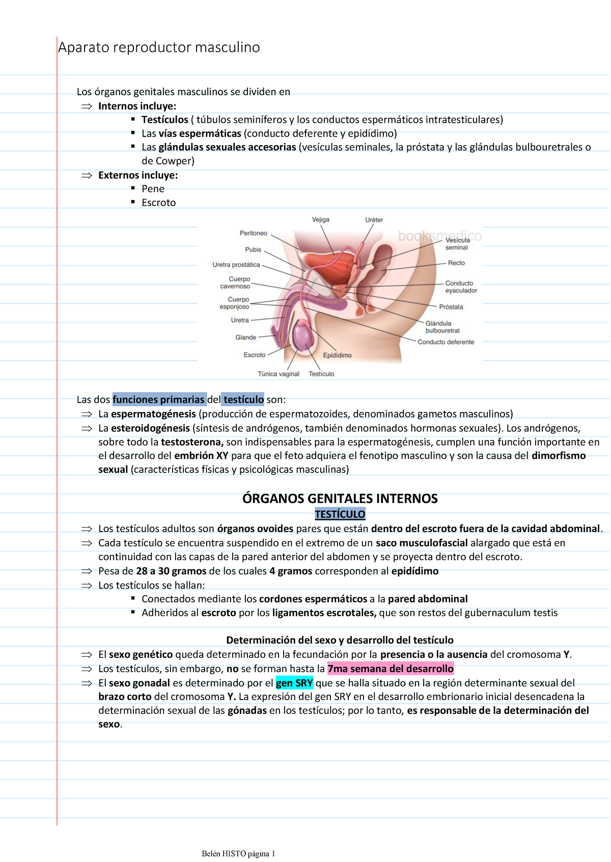 Aparato Reproductor Masculino Los órganos Genitales Masculinos Se