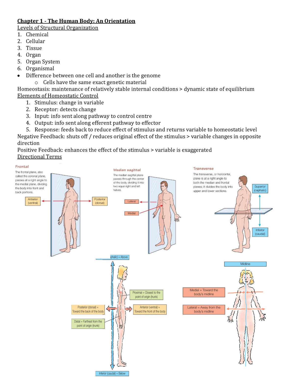 Lecture Notes Anatomy And Physiology Test Review Prof Killeen