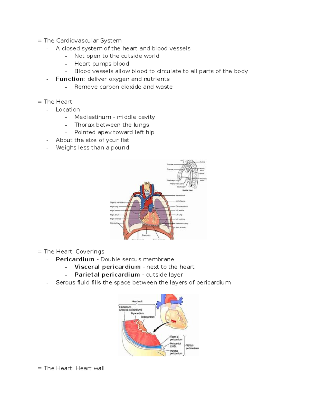 Physio Anatomy Cardiovascular System Notes The Cardiovascular