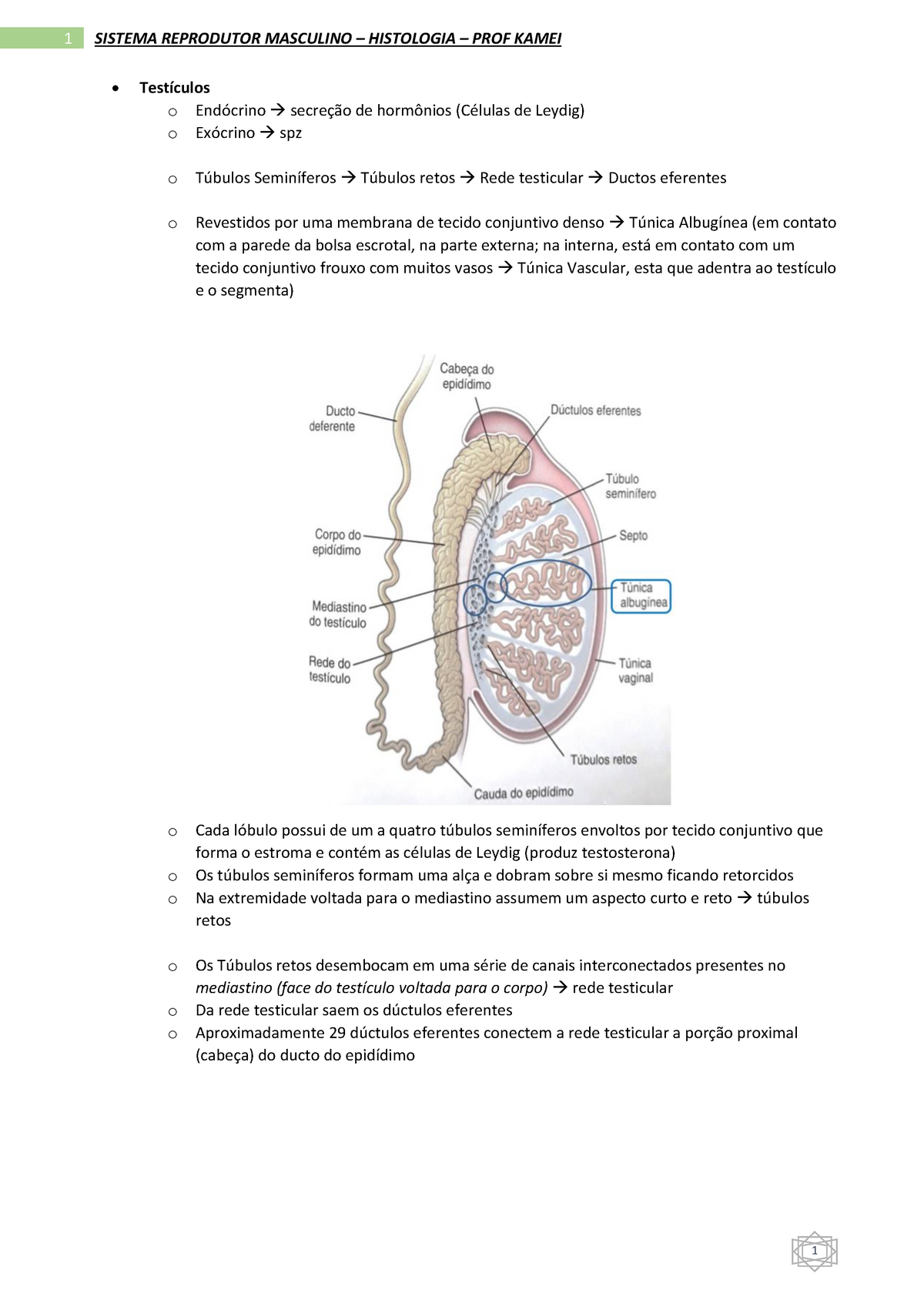 Sistema Reprodutor Masculino Histologia Testículos O Endócrino →