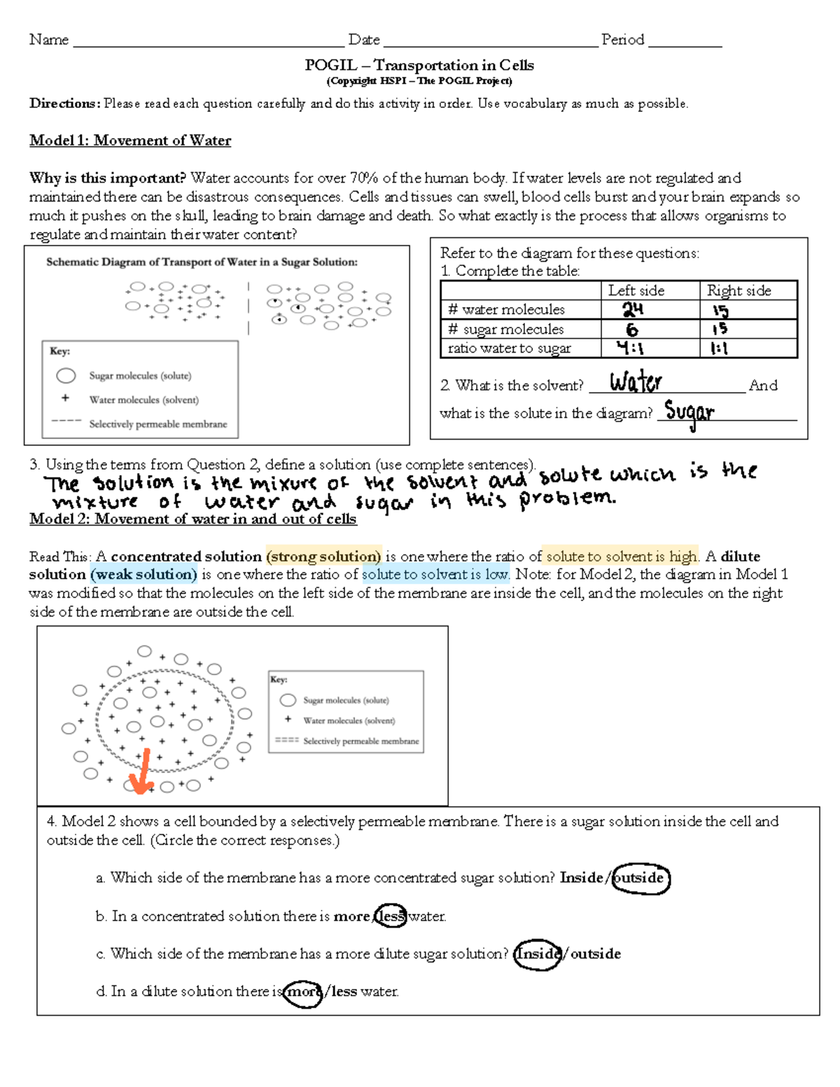 Activity Pogil Transport In Cells Name