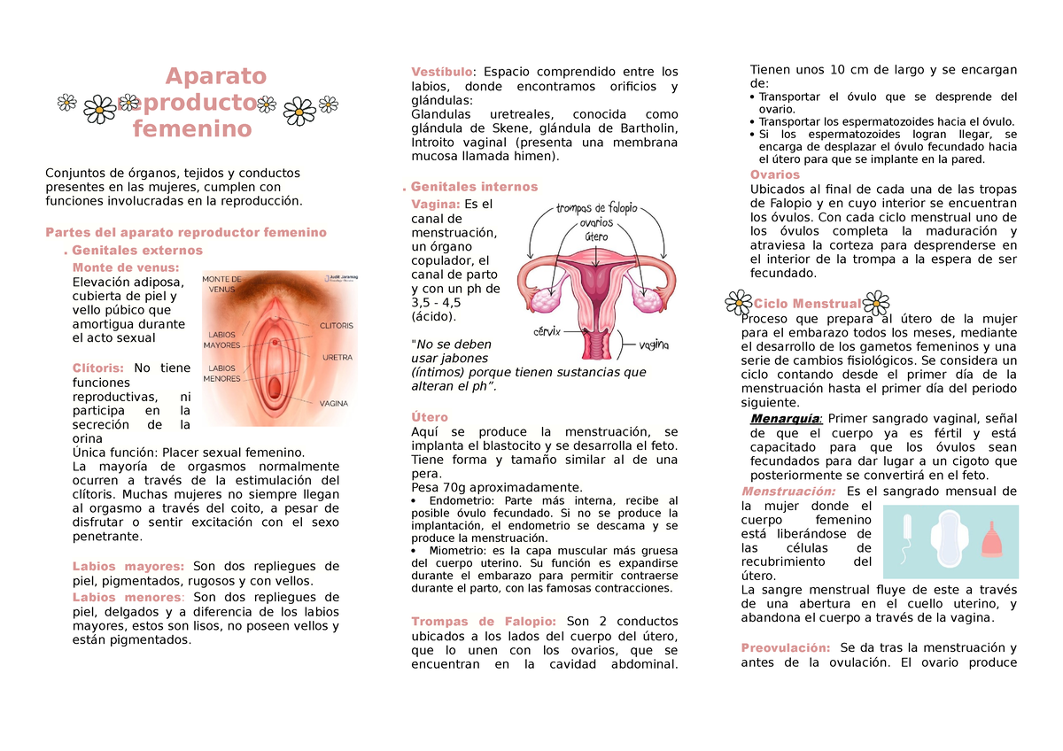 Tríptico Aparato Reproductor Femenino Aparato Reproductor Femenino