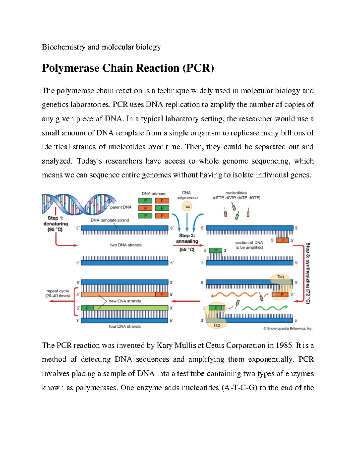 Polymerase Chain Reaction Pcr Biochemistry And Molecular Biology