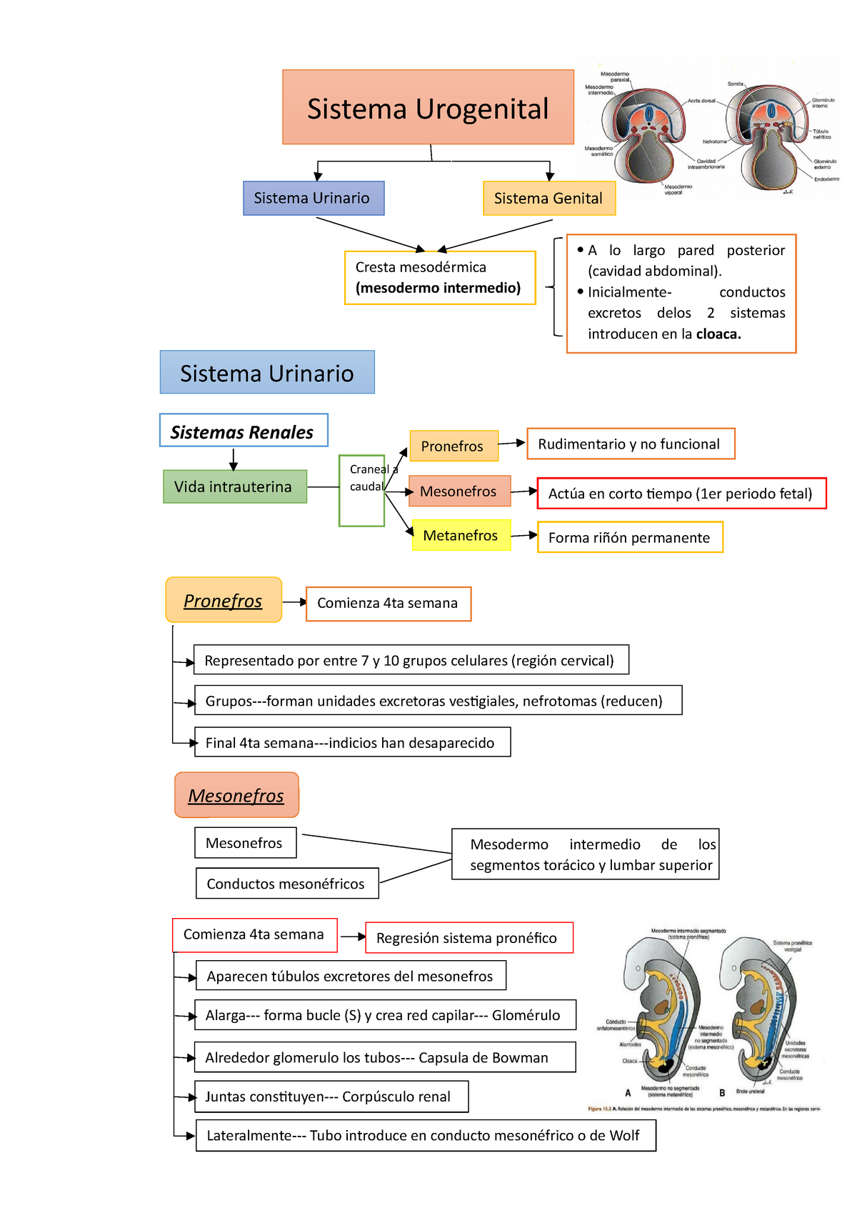 Sistema Urogenital EmbriologÍa Comienza 4ta Semana Regresión Sistema