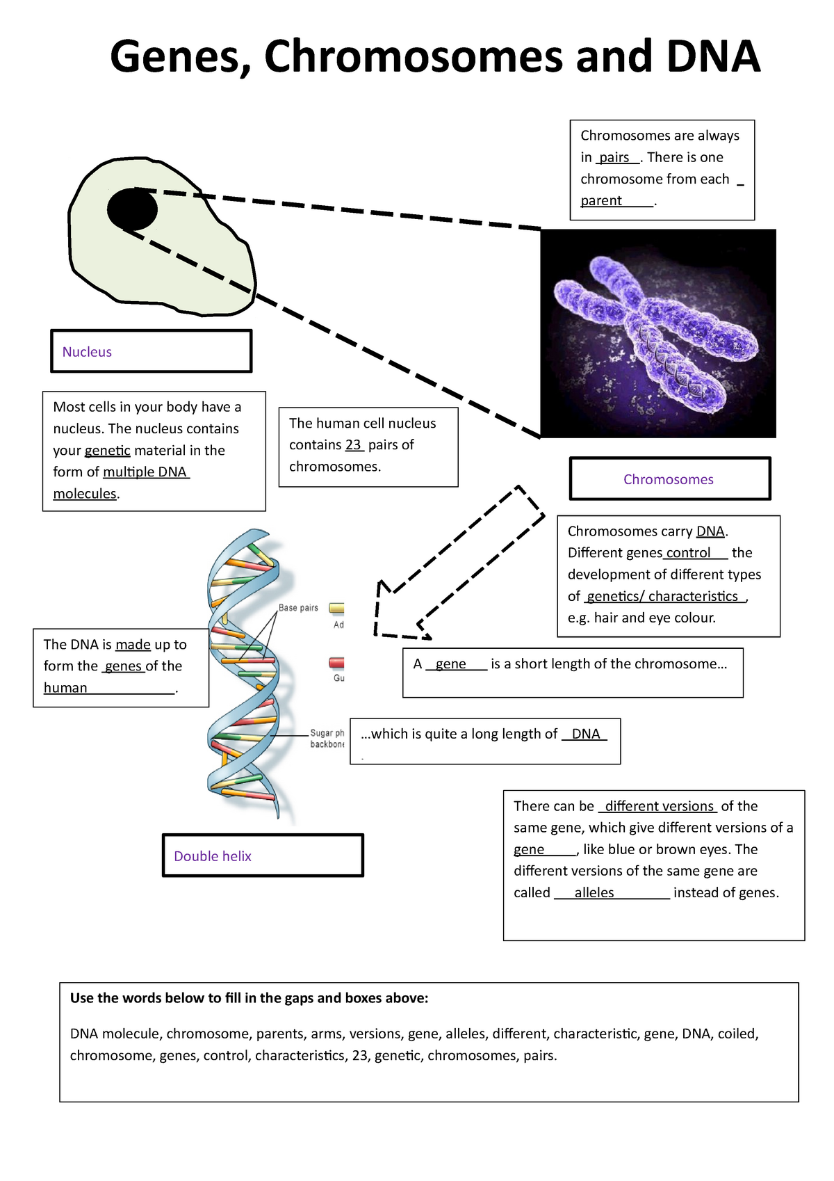 103 Worksheet Read Well Chromosomes Are Always In Pairs There Is