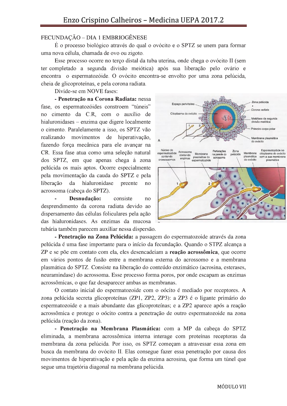 M7 P1 Resumo Embriologia Básica FecundaÇÃo Dia 1 EmbriogÊnese É