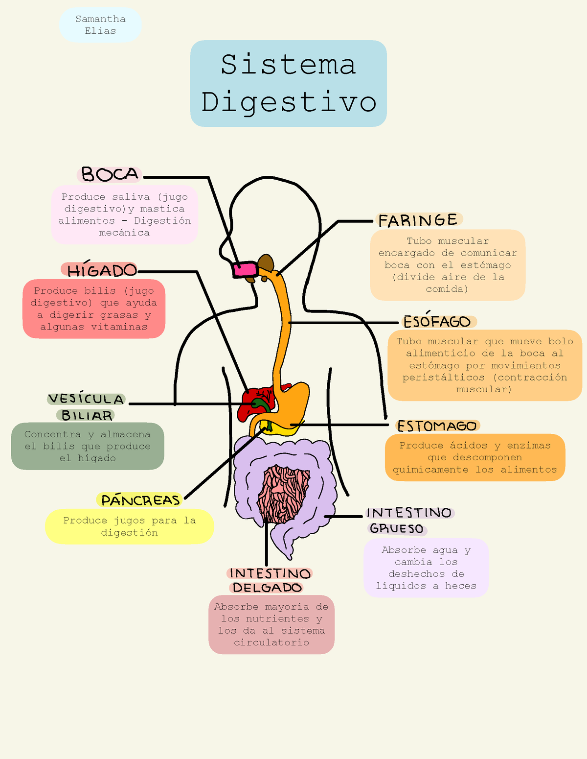 Diagrama Del Sistema Digestivo Absorbe Mayoría De Los Nutrientes Y