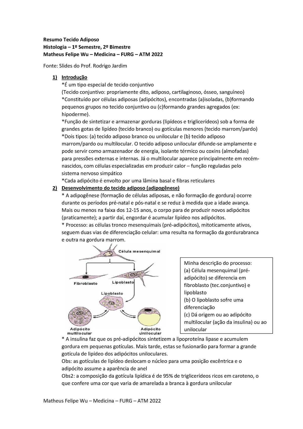 Tecido Adiposo Focado Resumo Tecido Adiposo Histologia 1º