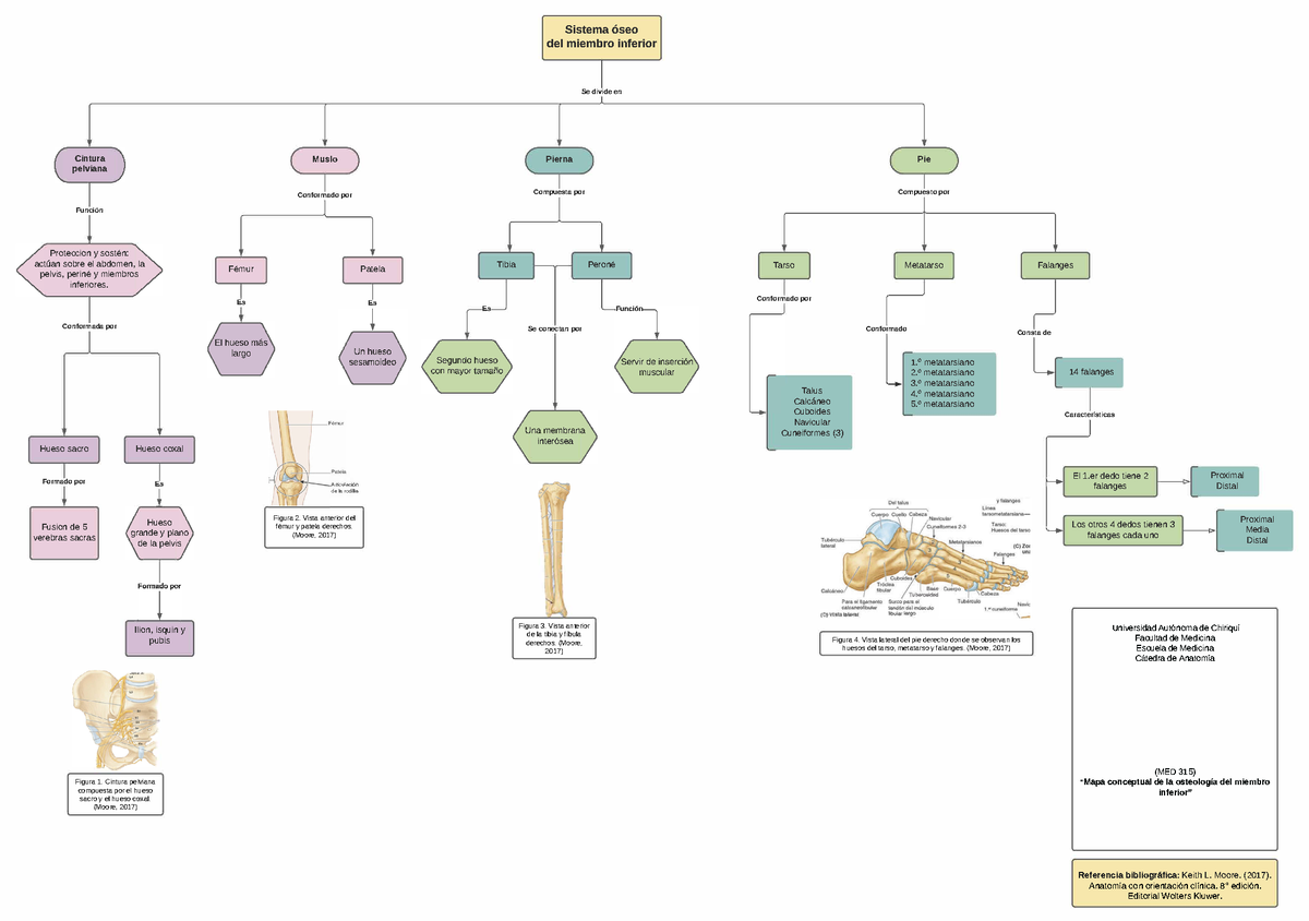 Arriba 67 Imagen Mapa Mental De Osteologia Abzlocalmx