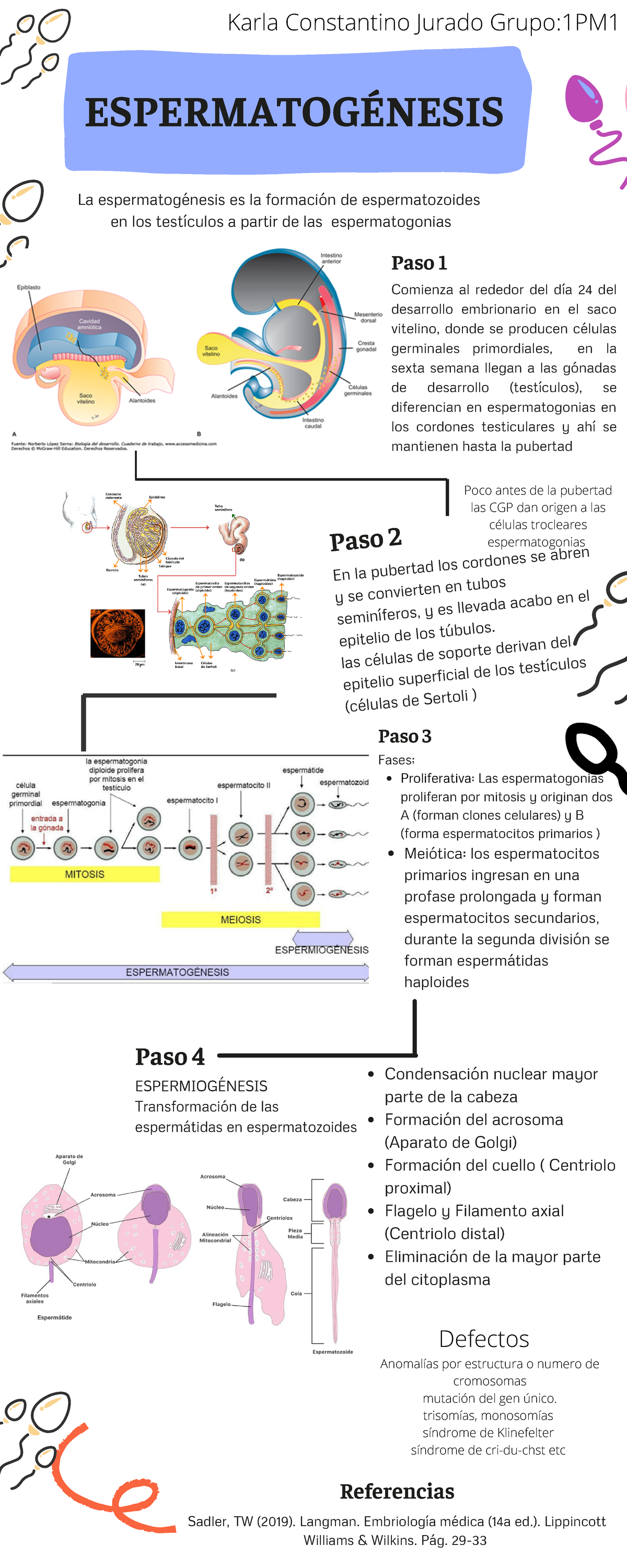 Espermatogénesis Infografia Paso 3 Condensación Nuclear Mayor Parte