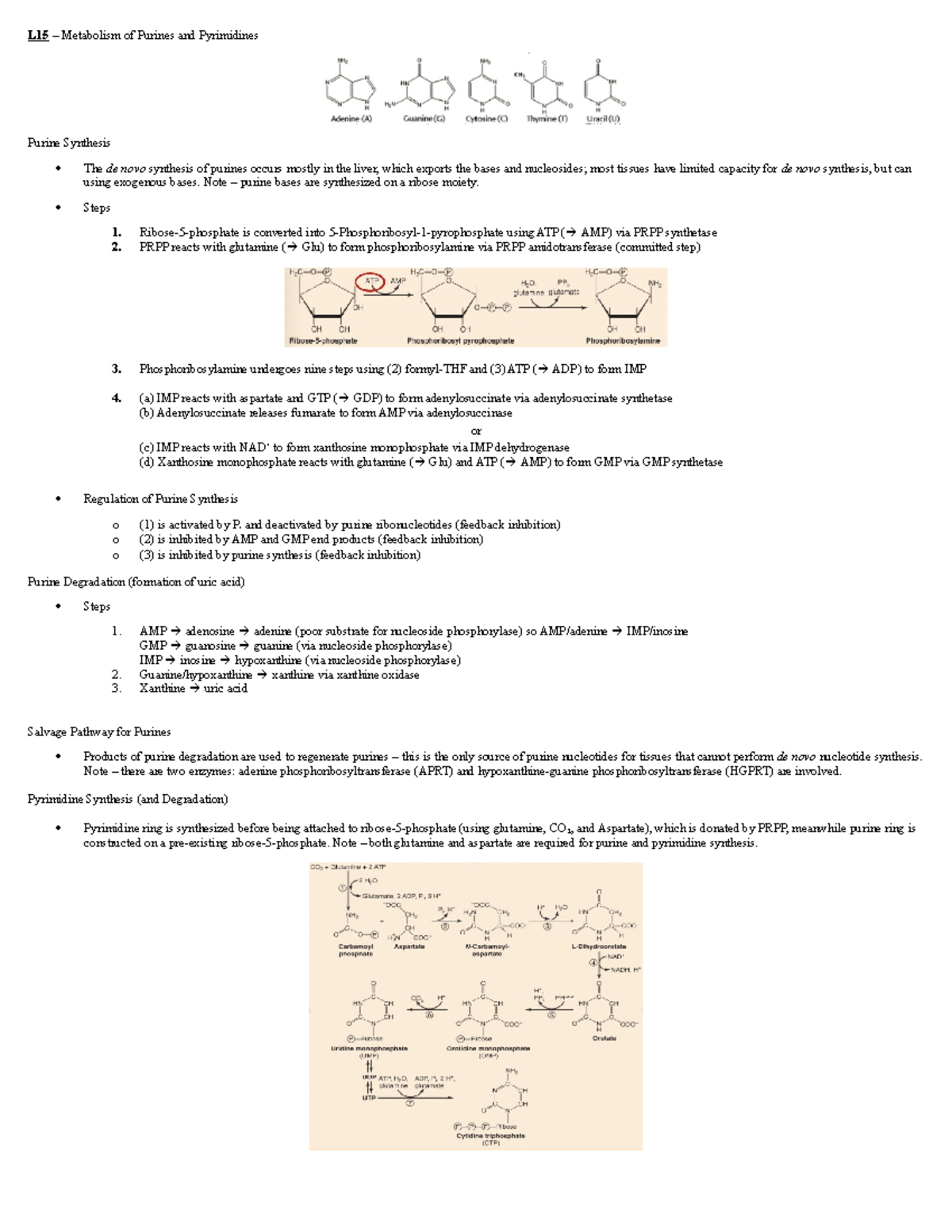 L15 Metabolism Of Purines And Pyrimidines L15 Metabolism Of Purines