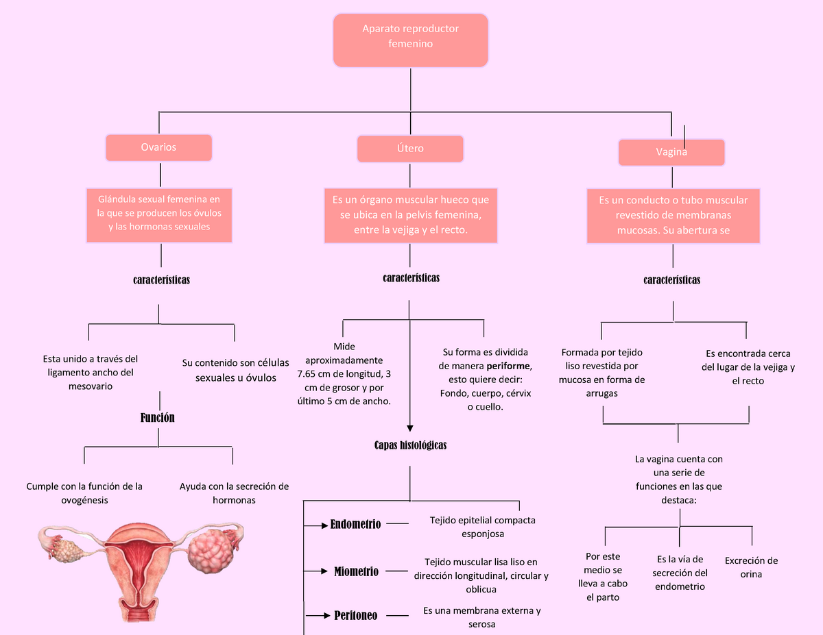 Aparatos Reproductores Masculino Y Femenino Aparato Reproductor