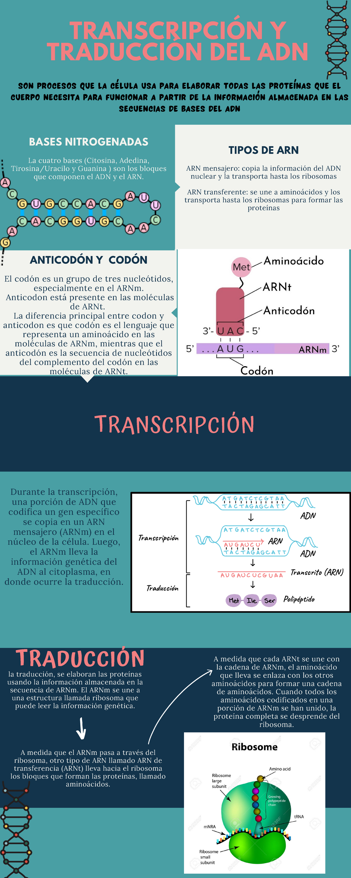 Transcripción Y Traduccion Infografía TraducciÓn La Traducción Se
