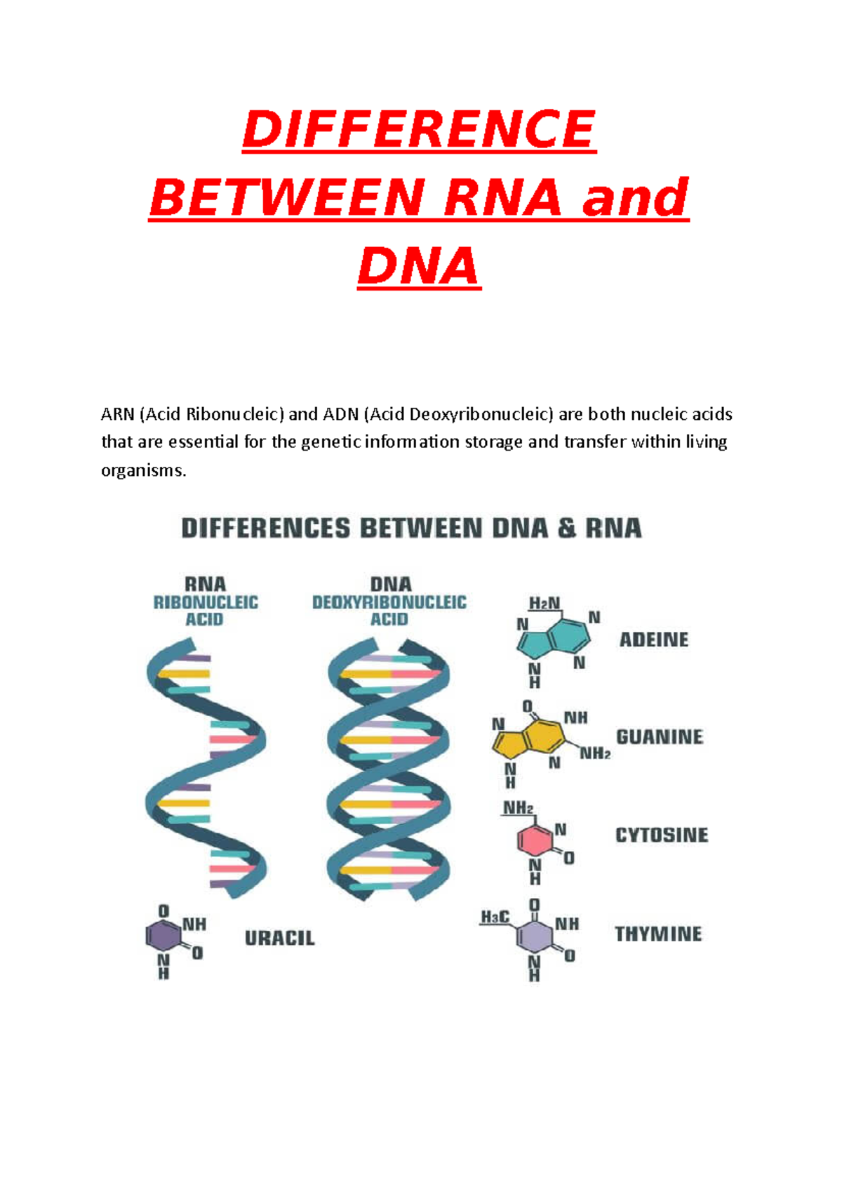 Difference Between Rna And Dna Difference Between Rna And Dna Arn