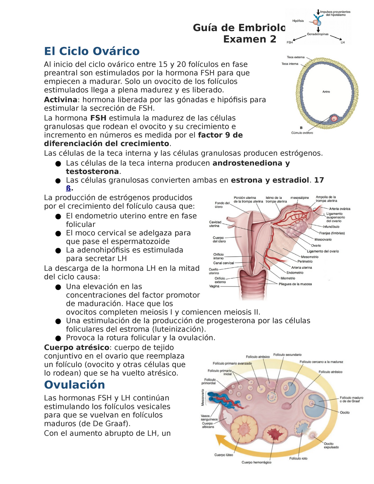 Capitulo 3 Langman Guía De Embriología Examen 2 El Ciclo Ovárico Al