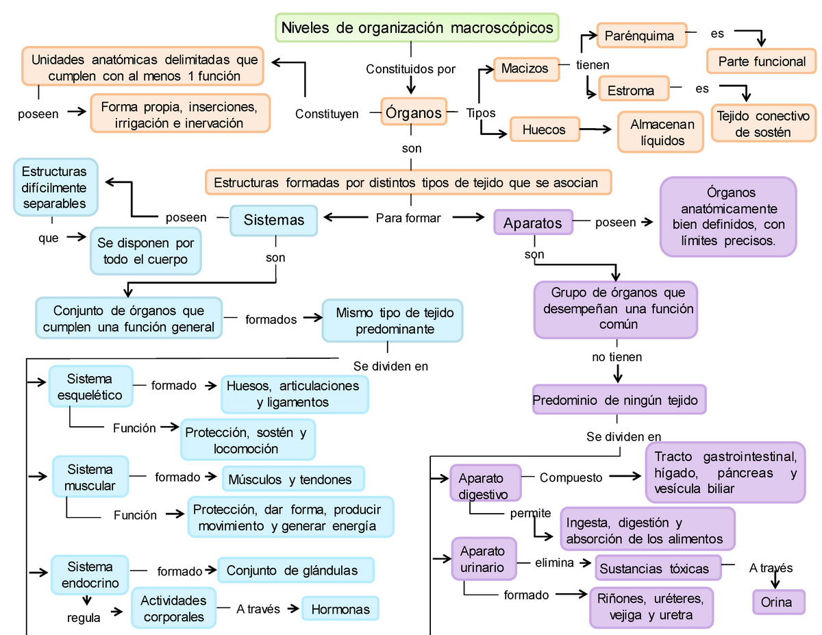Mapa Conceptual Sobre Aparatos Y Sistemas Del Cuerpo Humano Niveles