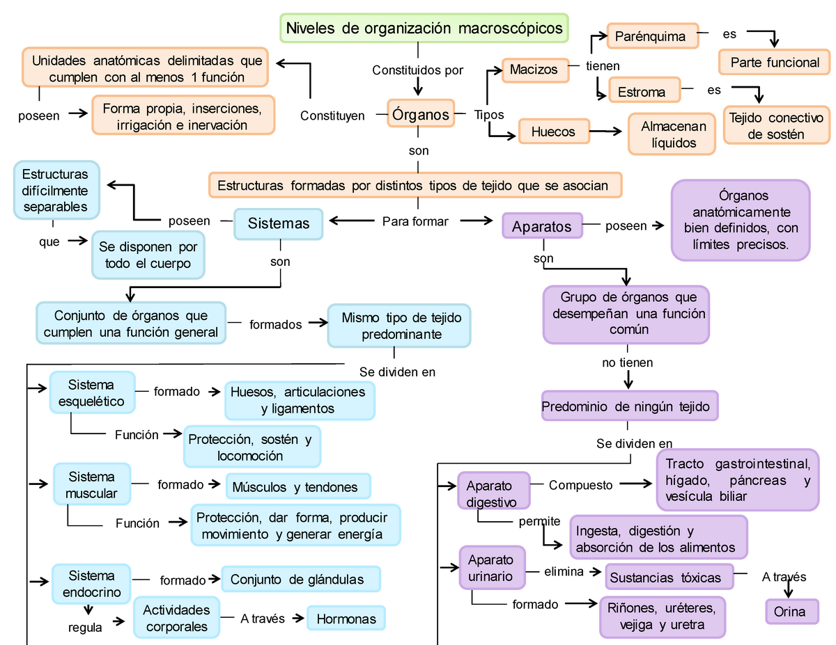 Sistemas Y Aparatos Del Cuerpo Humano Mindmeister Mapa Mental Porn