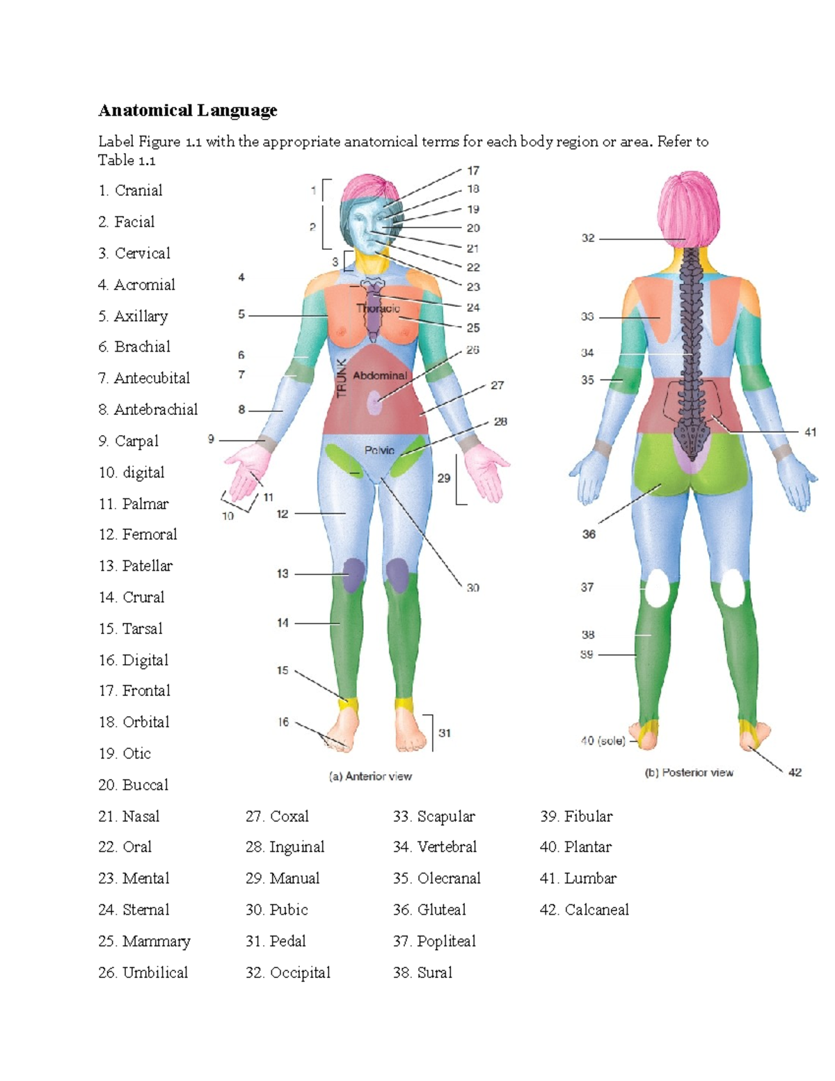 Aandp 1 Lab Exercise 1 Lab Worksheet Anatomical Language Label Figure