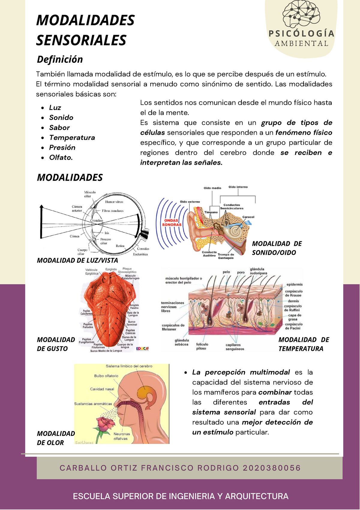 Modalidades Sensoriales V Modalidades P S I C Ó L O G Í A A Mbien Tal