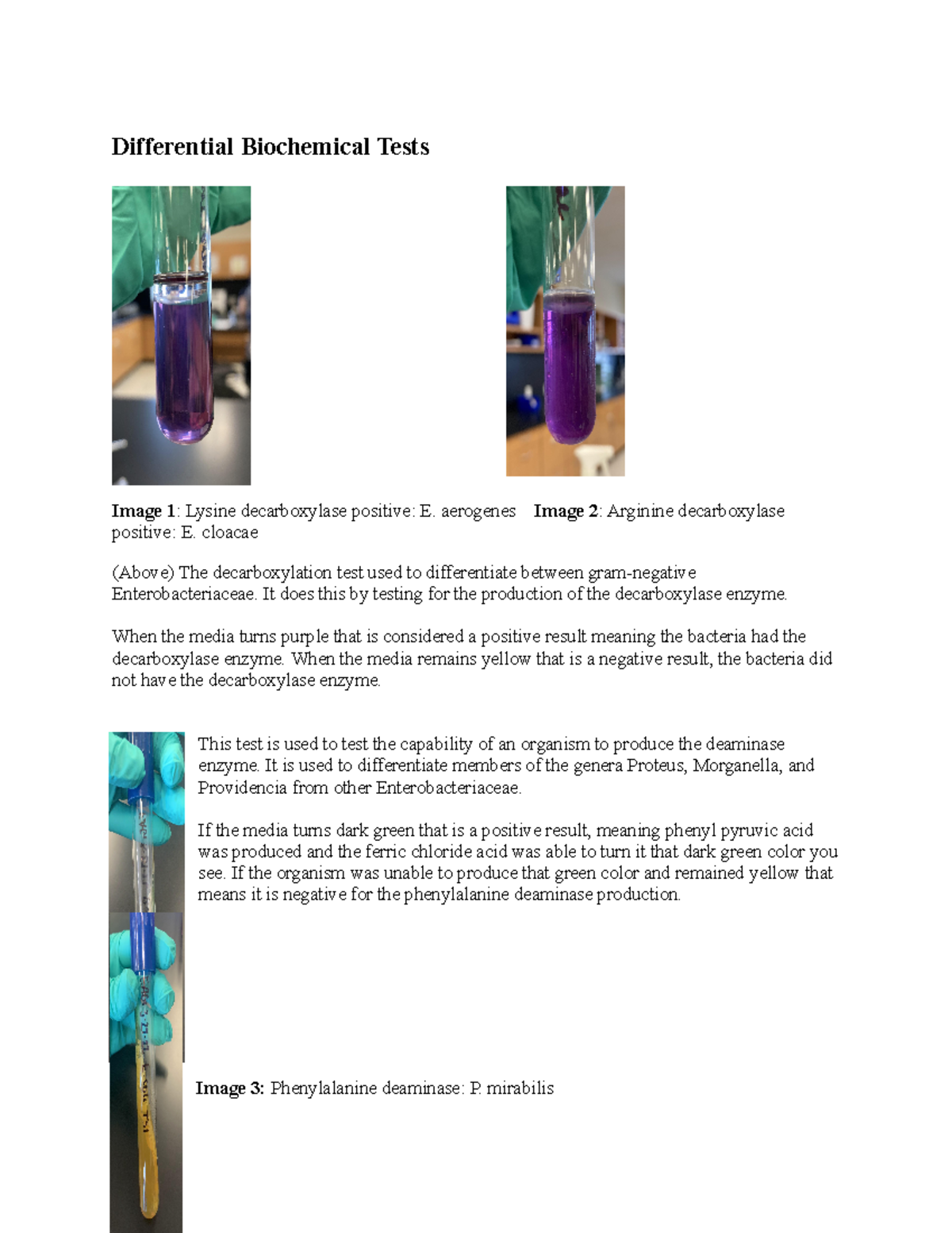 Biochemical Tests Lab Notes Differential Biochemical Tests Image 1