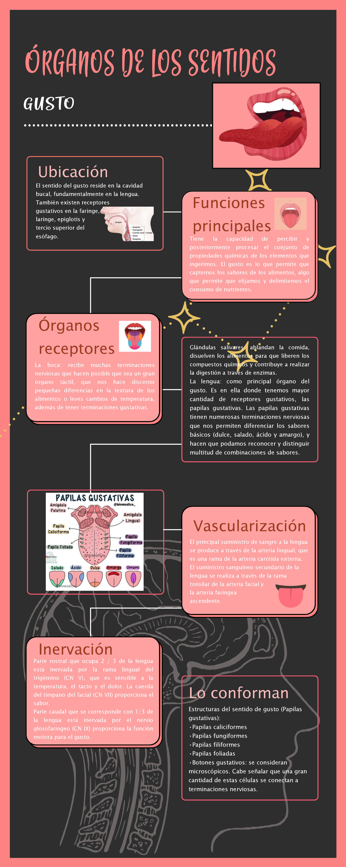 Infografía Sentido Del Gusto Órganos De Los Sentidos Gusto El Sentido