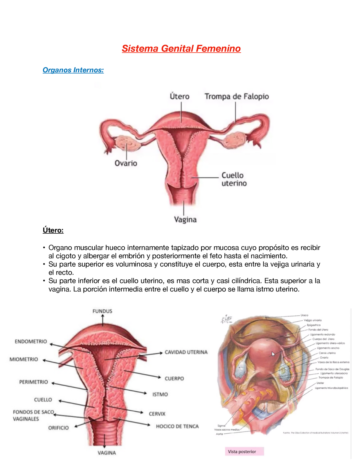 Sistema Genital Femenino Sistema Genital Femenino Organos Internos