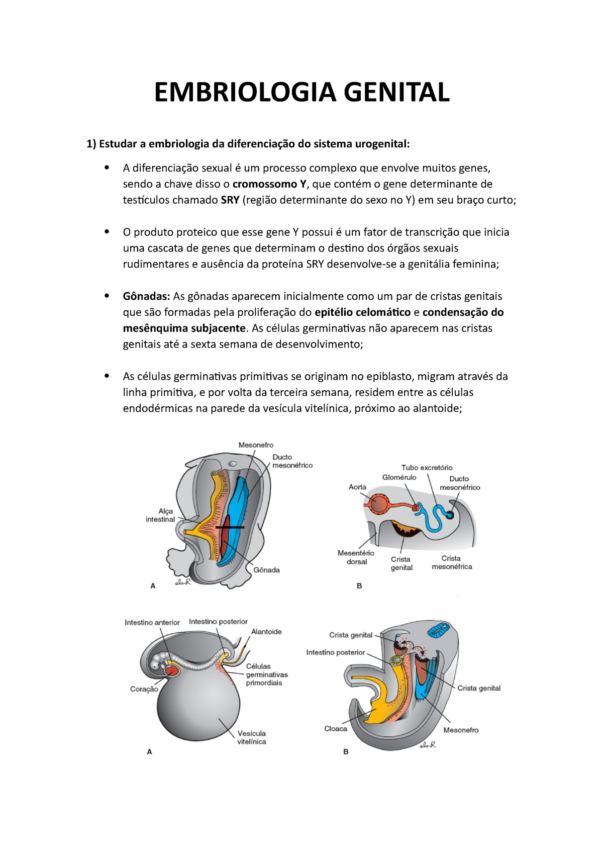 Embriologia Genital Resumo Acadêmico Embriologia Genital 1 Estudar